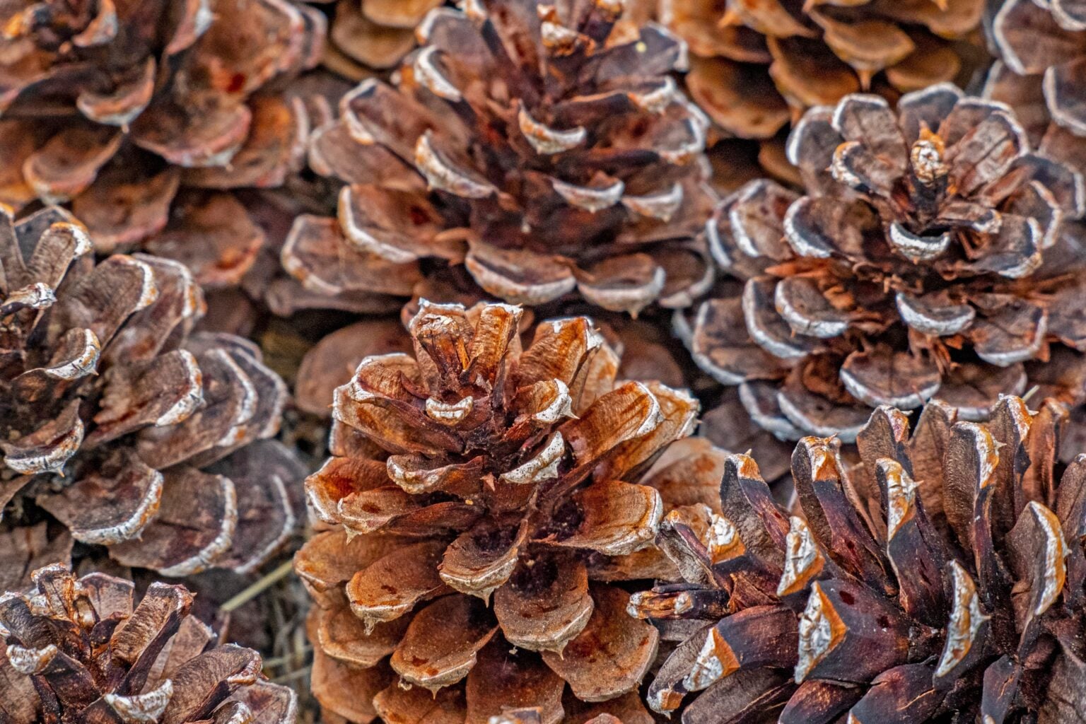 How to Collect & Prepare Pine Cones For Crafting: Why You HAVE to Bake ...