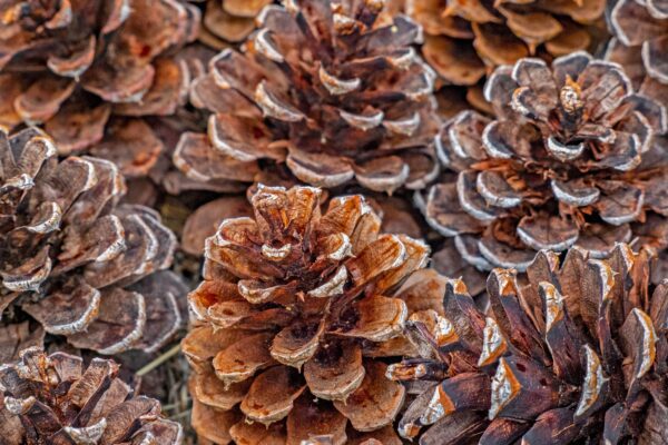 How to Collect & Prepare Pine Cones For Crafting: Why You HAVE to Bake ...
