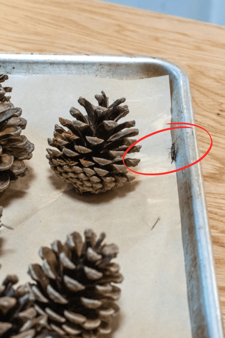 How to Collect & Prepare Pine Cones For Crafting: Why You HAVE to Bake ...