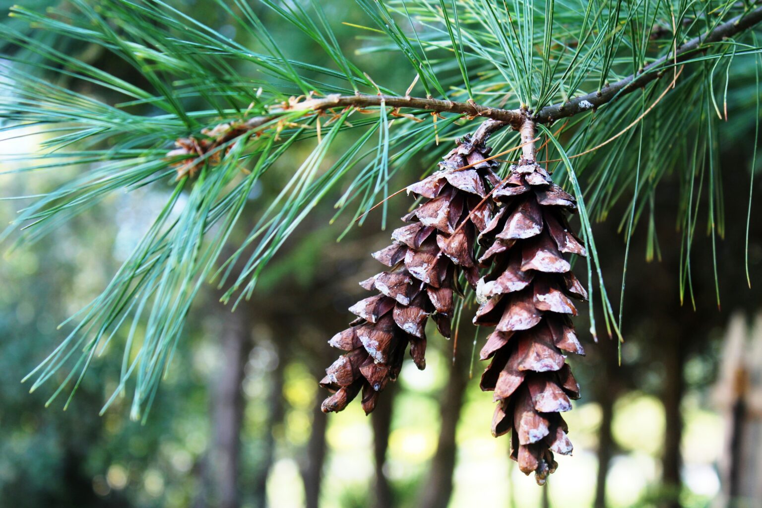 How to Collect & Prepare Pine Cones For Crafting: Why You HAVE to Bake ...