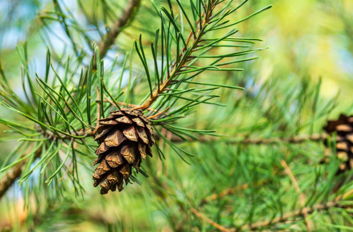How to Collect & Prepare Pine Cones For Crafting: Why You HAVE to Bake ...