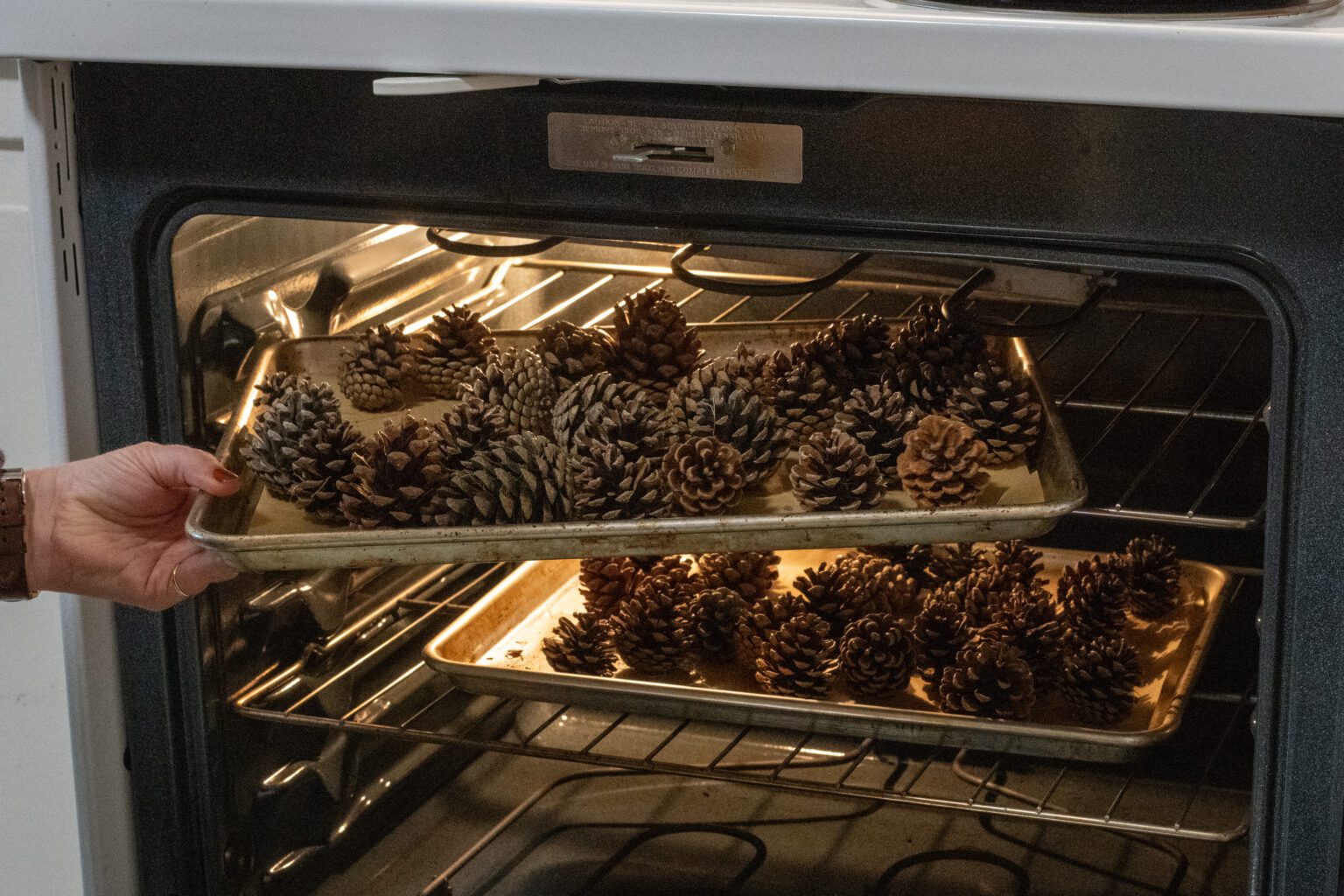 How to Collect & Prepare Pine Cones For Crafting: Why You HAVE to Bake ...