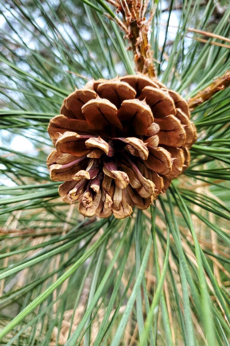 How to Collect & Prepare Pine Cones For Crafting: Why You HAVE to Bake ...