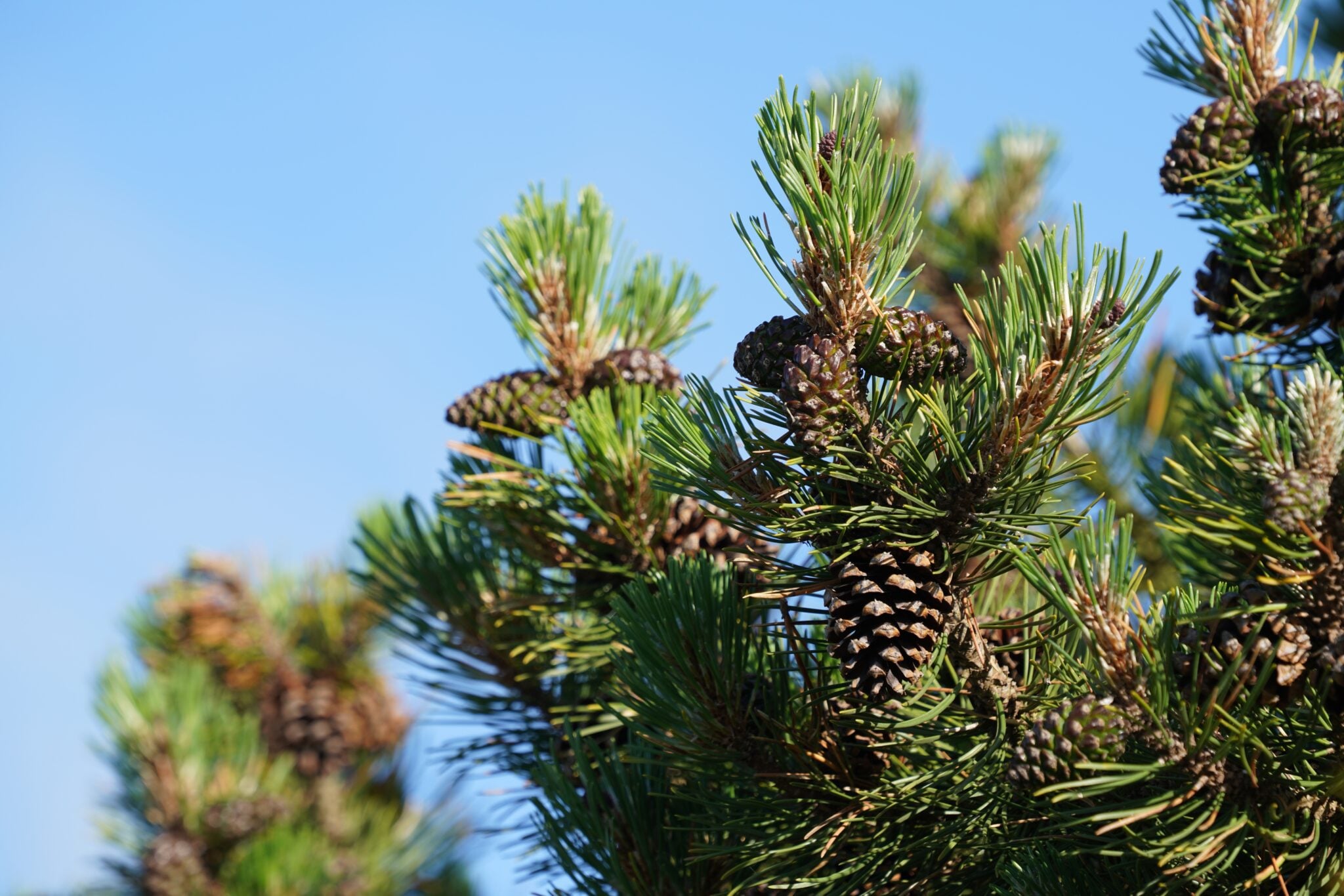 How to Collect & Prepare Pine Cones For Crafting: Why You HAVE to Bake ...