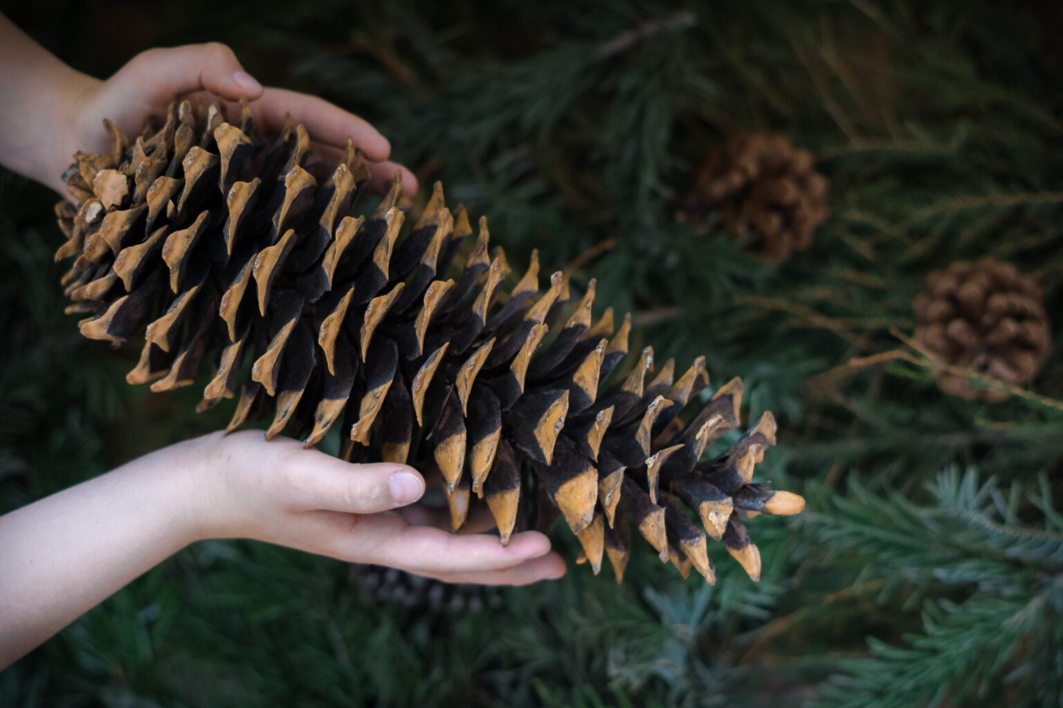 How to Collect & Prepare Pine Cones For Crafting: Why You HAVE to Bake ...