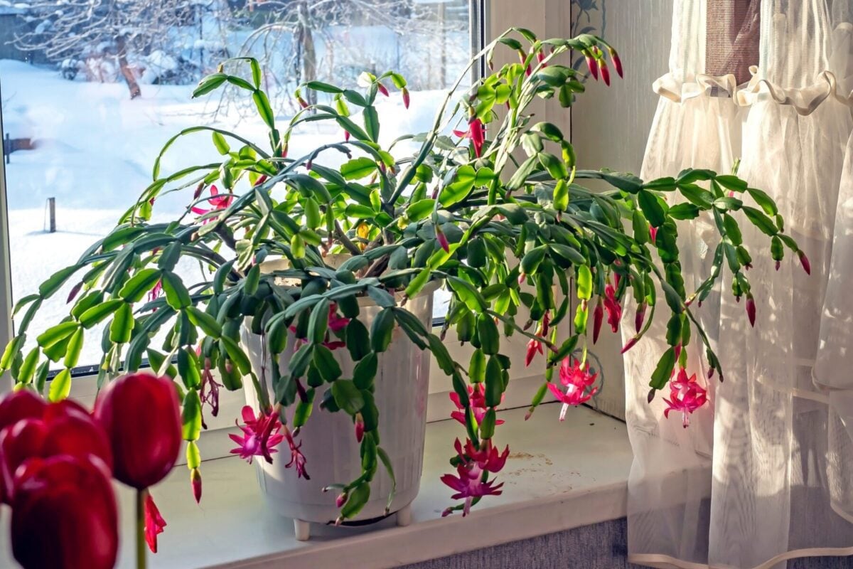 Got a Christmas Cactus? Do This in October For Beautiful Blooms This ...