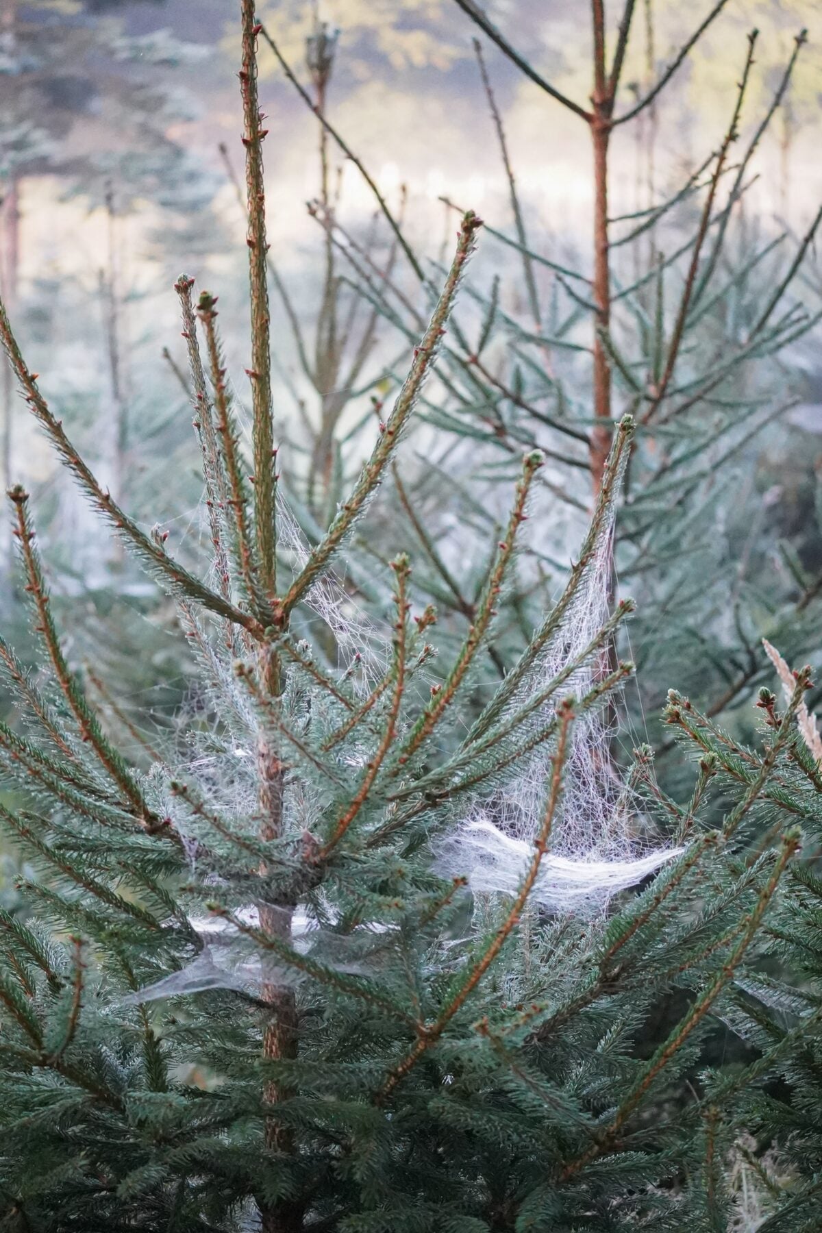 OMG! What’s This Weird Thing In My Christmas Tree?! - Holiday Magic Hub